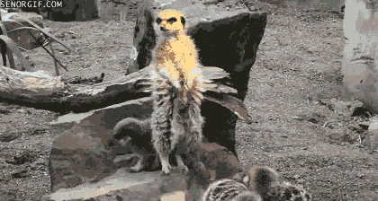 Animals meerkats GIF - Find on GIFER