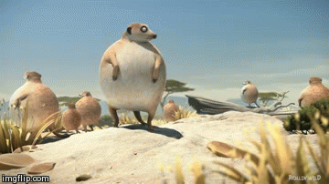 Meerkats GIF - Find on GIFER