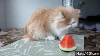 GIF kittie funny cat - animated GIF on GIFER