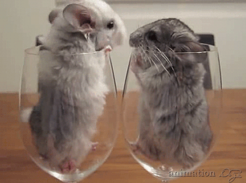 Chinchilla GIF - Find on GIFER