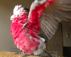 Cockatoo GIF - Find on GIFER