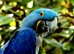 GIF macaw parrot animals - animated GIF on GIFER
