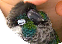 Conure bird parrot GIF - Find on GIFER
