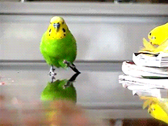 Running animals GIF - Find on GIFER