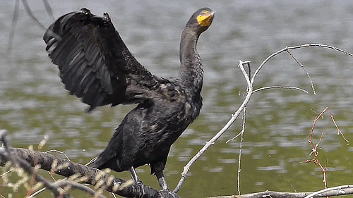 Birds wings animals GIF - Find on GIFER