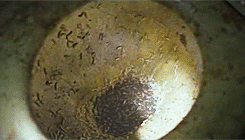 GIF maggots horror halloween - animated GIF on GIFER