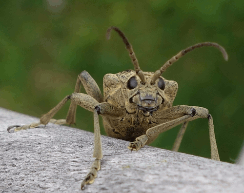 Entomology GIF - Find on GIFER