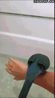 Time birds bath GIF - Find on GIFER