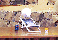 Chillin working from home birdy GIF - Find on GIFER