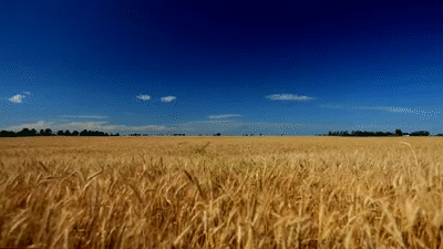 Field GIF - Find on GIFER