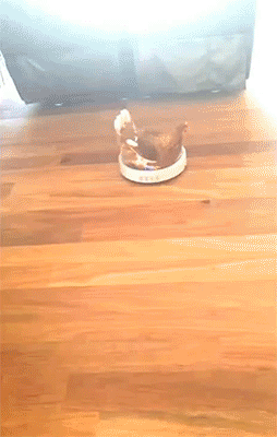 Vacuum GIF - Find on GIFER