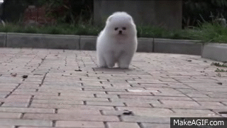 Pomeranian GIF - Find on GIFER