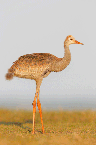 Crane GIF - Find on GIFER