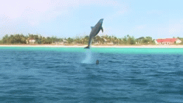 Girl day tastes like victory GIF - Find on GIFER