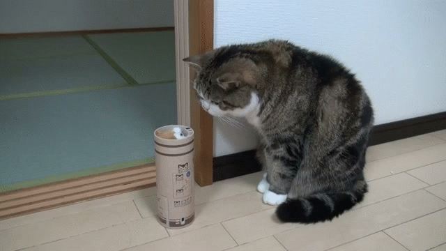 GIF gah umm errr - animated GIF on GIFER