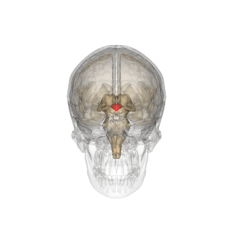 Adh GIF - Find on GIFER