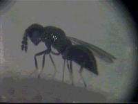 Entomology GIF - Find on GIFER