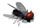Insect GIF - Find on GIFER
