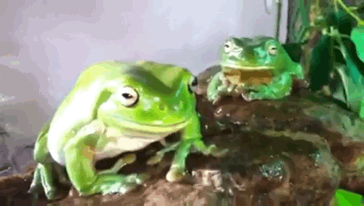 Animals animal frog GIF - Find on GIFER