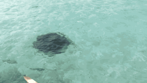 Animals stingray GIF - Find on GIFER
