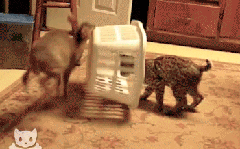Predator prey become GIF - Find on GIFER
