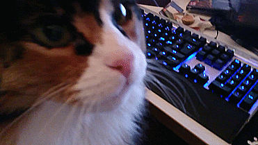 GIF cat lip smelling - animated GIF on GIFER