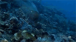 Marine animals predator GIF - Find on GIFER