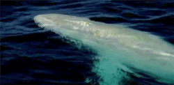 Sea creatures GIF - Find on GIFER