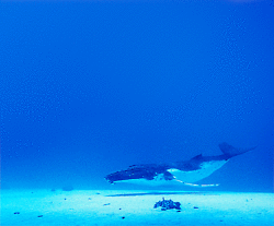 Sea life GIF - Find on GIFER