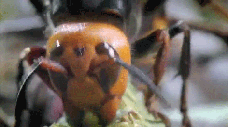 Animal insect mantis GIF - Find on GIFER