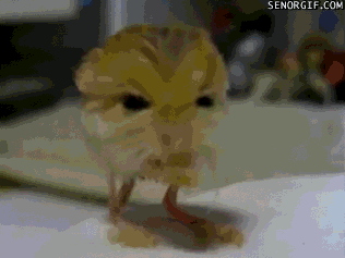 Maior Jerboa Egipcio Gif Jumping Mice With Slender Legs, Big Ears, And