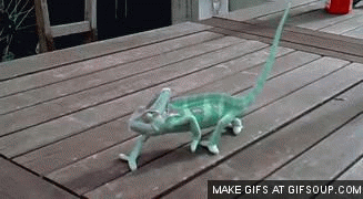 Chameleon GIF - Find on GIFER