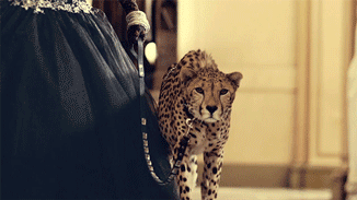 Animals cheetah prowl GIF - Find on GIFER