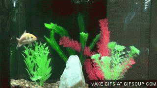 GIF fish tank - animated GIF on GIFER