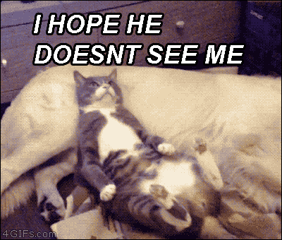 GIF cat stealth animaltext - animated GIF on GIFER