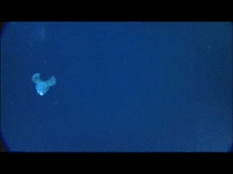 Squid humboldt squid water GIF - Find on GIFER