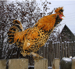 GIF rooster - animated GIF on GIFER