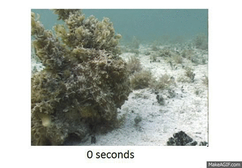 Cephalopod GIF - Find on GIFER