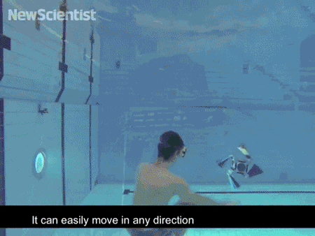 Cuttlefish GIF - Find on GIFER