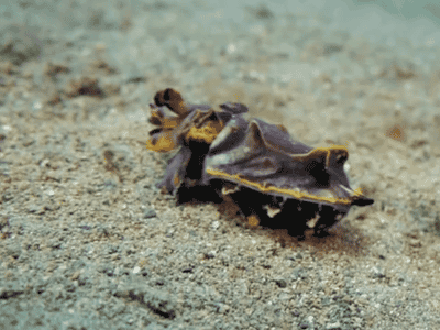Cuttlefish GIF - Find on GIFER