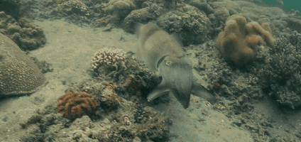 Cuttlefish GIF - Find on GIFER