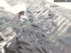 Catfish carp animals GIF - Find on GIFER