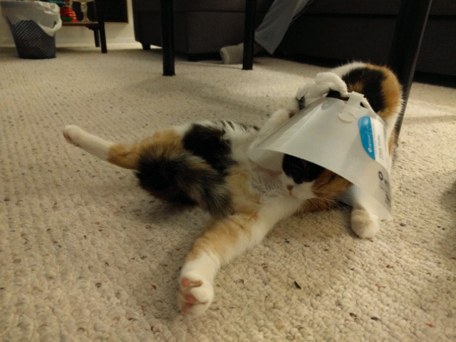 Help attempt pity GIF - Find on GIFER