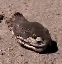 Reflex GIF - Find on GIFER