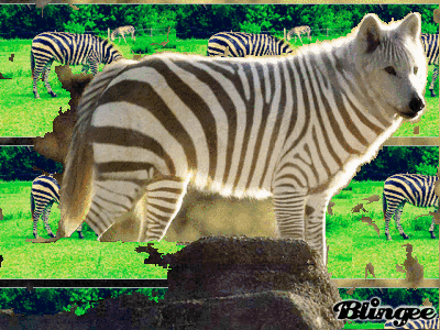 Zebra GIF - Find on GIFER