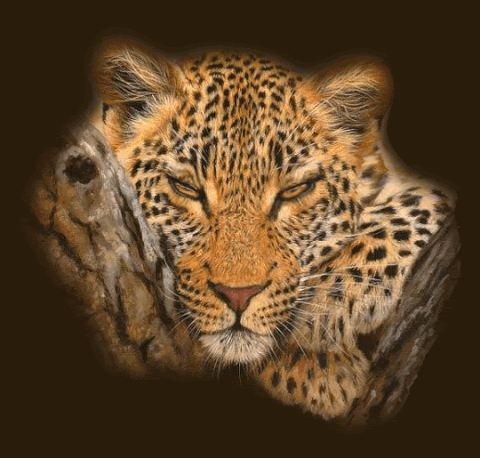 Leopardo Gif Tumblr