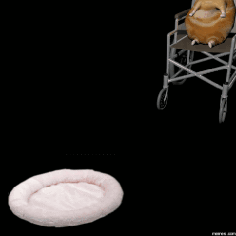 GIF wheelchair - animated GIF on GIFER