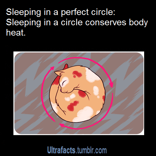 GIF facts fact - animated GIF on GIFER