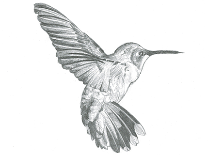Hummingbird GIF - Find on GIFER