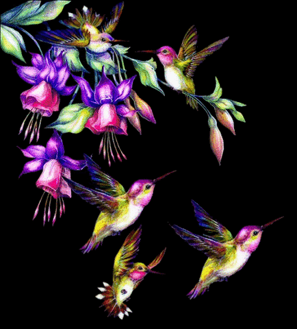 Hummingbird GIF - Find on GIFER